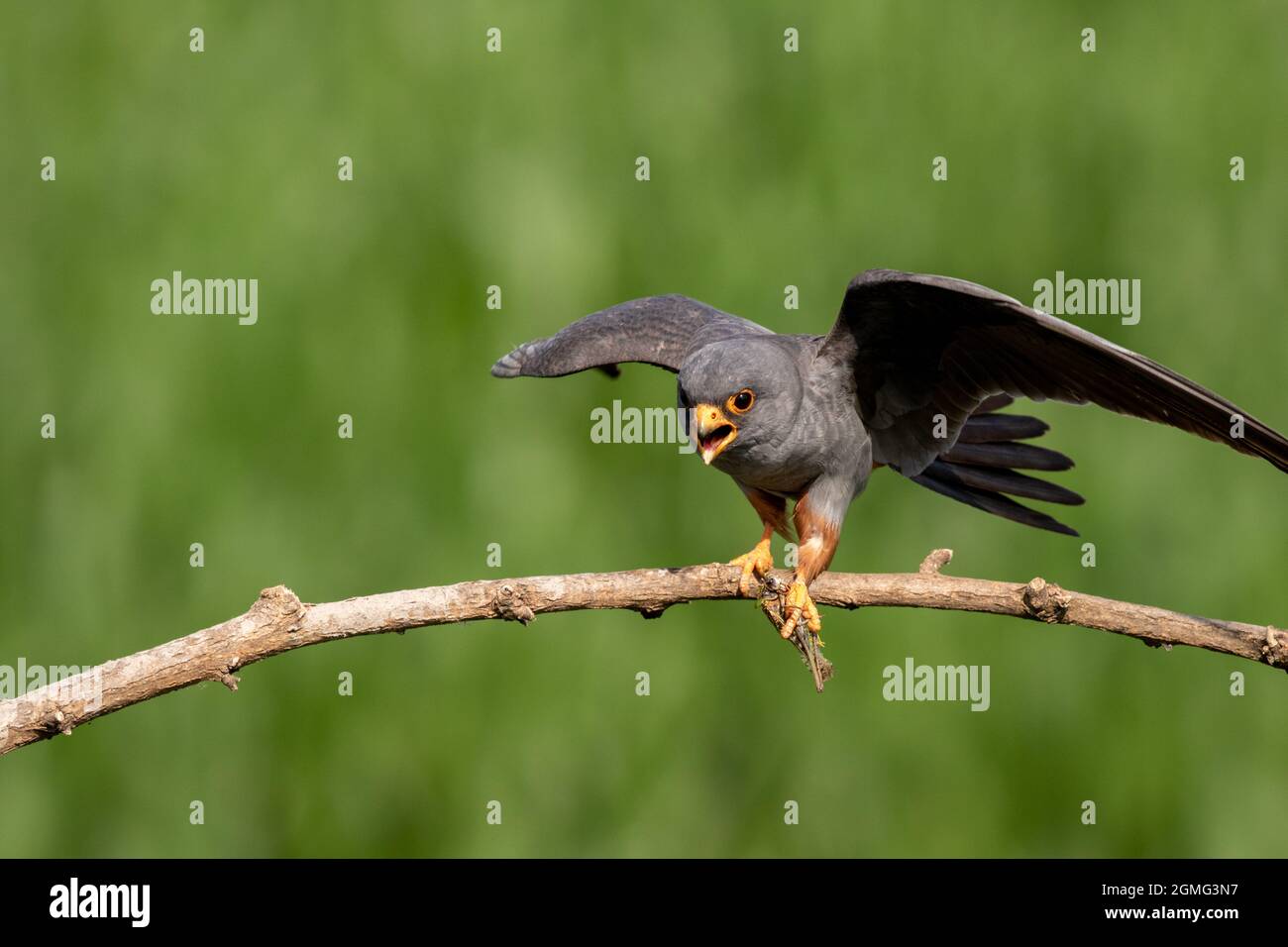 Falcon habitat hi-res stock photography and images - Alamy
