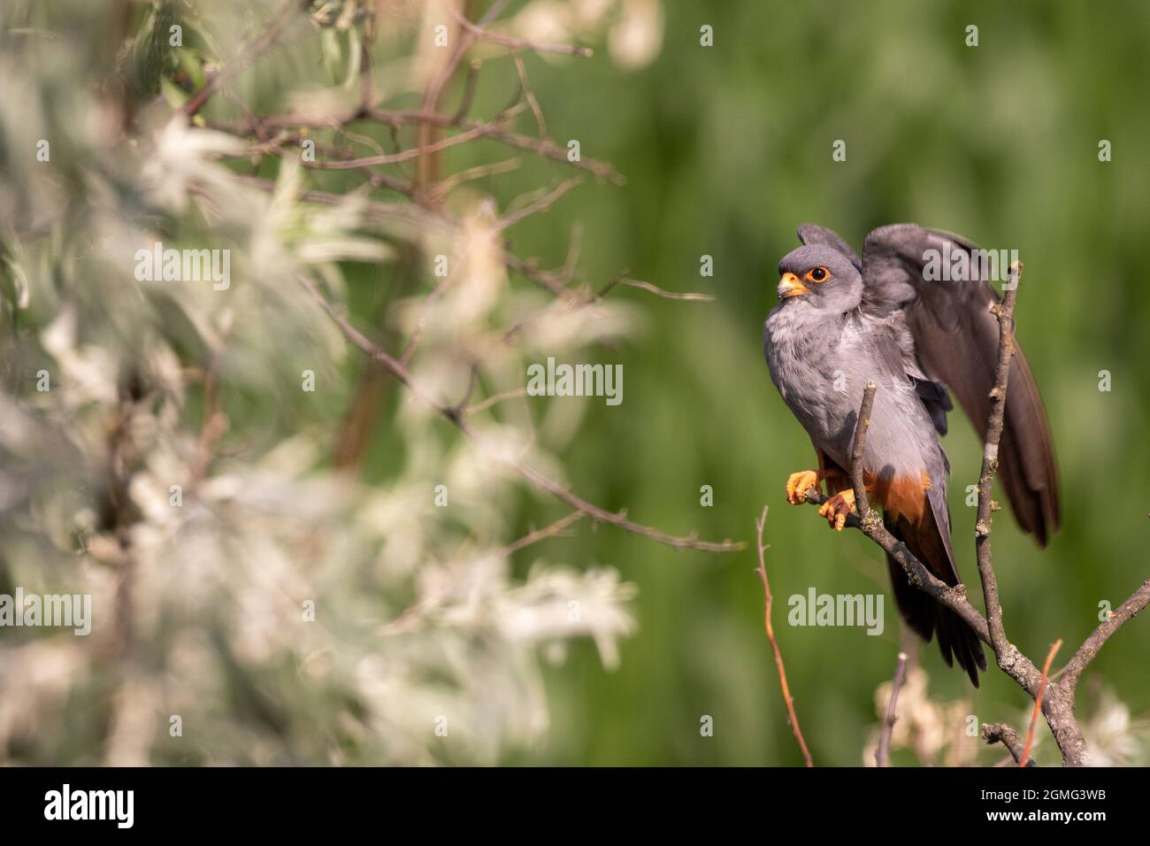 Male red footed falcon stretching its wings Stock Photo - Alamy