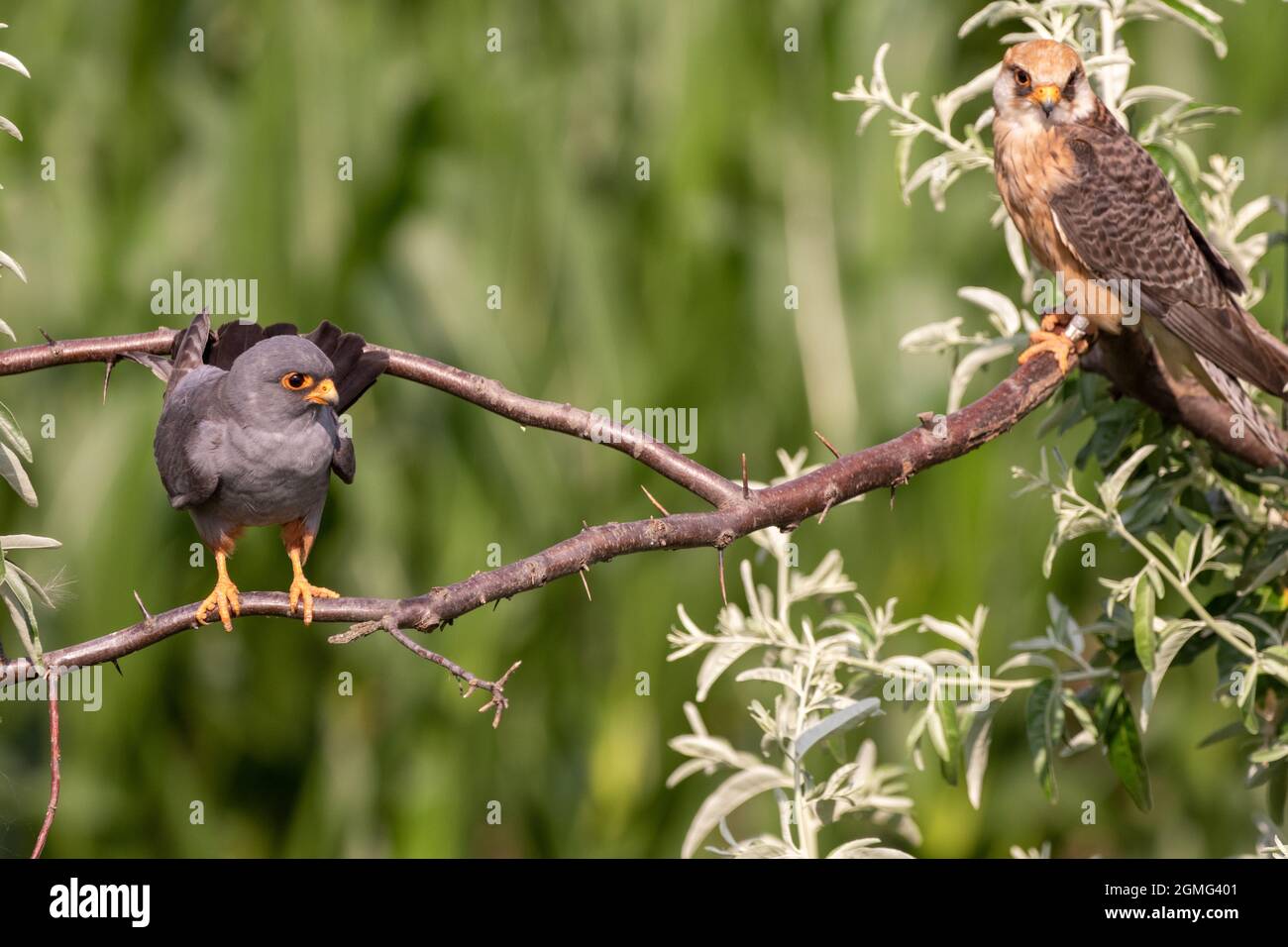 Red footed falcons hi-res stock photography and images - Alamy