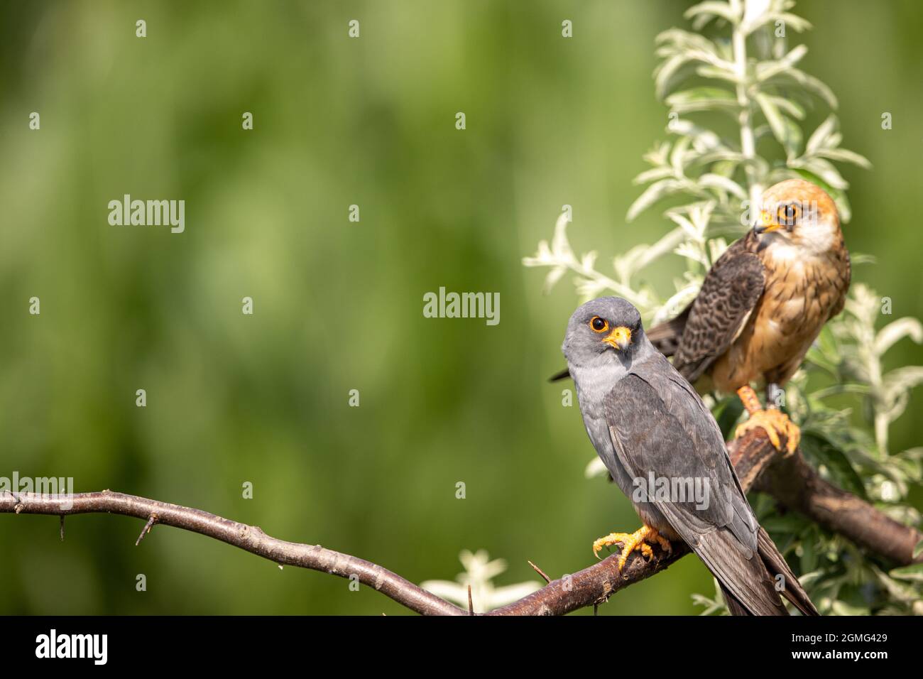 A couple of red footed falcons Stock Photo - Alamy