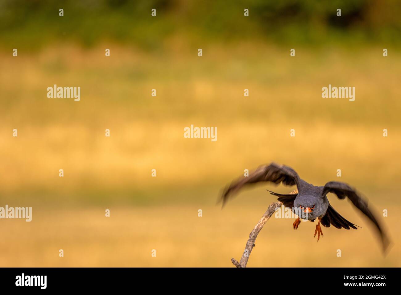 Departing male red footed falcon Stock Photo - Alamy