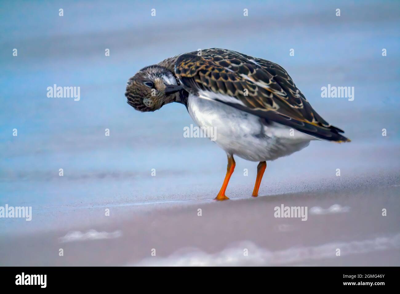 Sandpiper bird on a sandy beach preening its feathers Stock Photo - Alamy