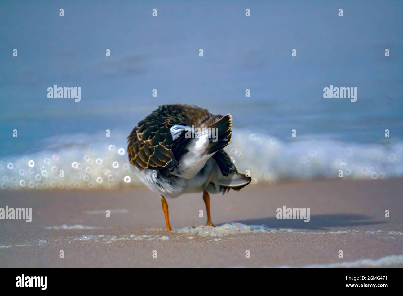 Sandpiper bird on a sandy beach preening its feathers Stock Photo - Alamy