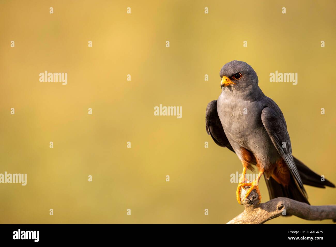 Perching male red footed falcon Stock Photo - Alamy