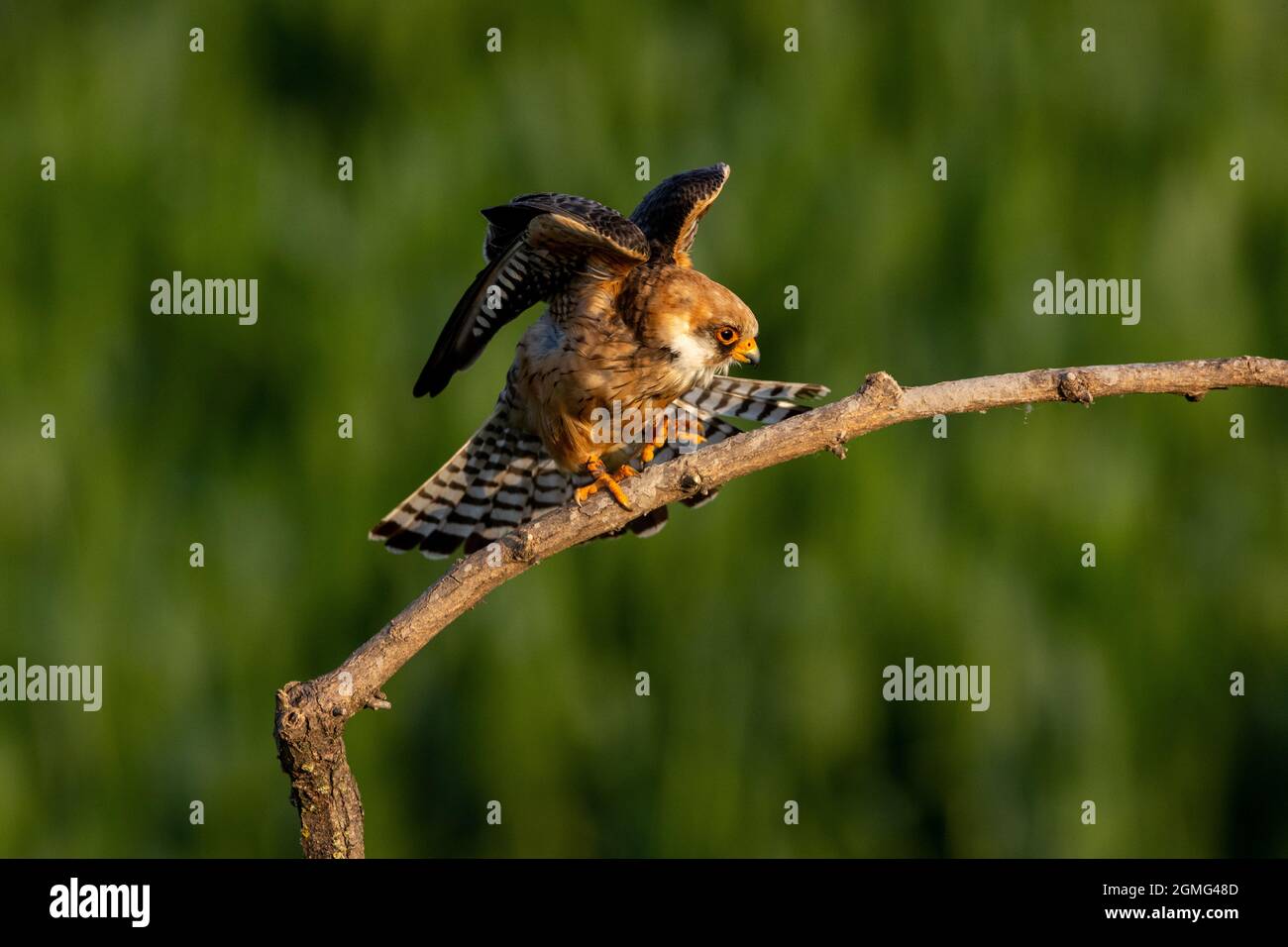 Female red footed falcon stretching its limbs Stock Photo - Alamy