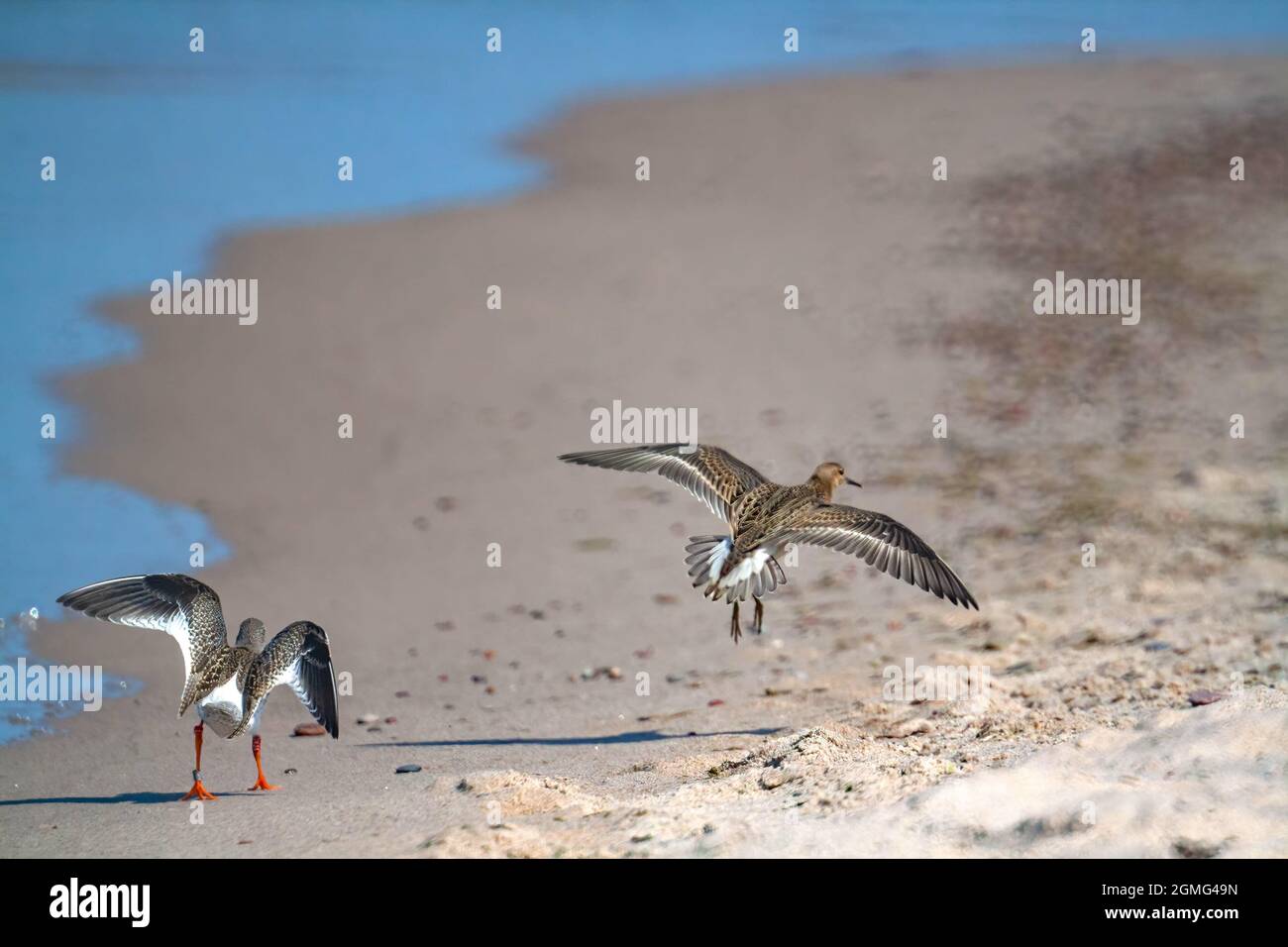 Two sandpiper birds on a sandy beach Stock Photo - Alamy