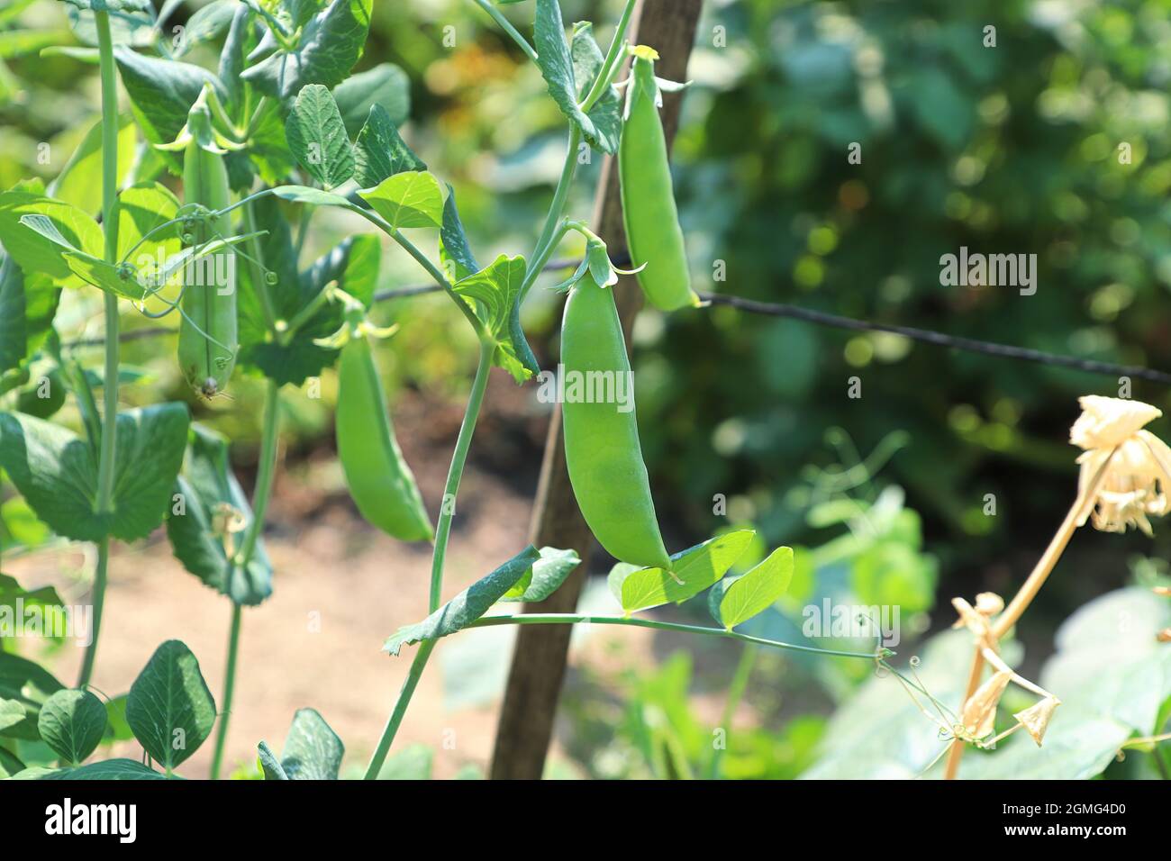 Pea vines hi-res stock photography and images - Alamy