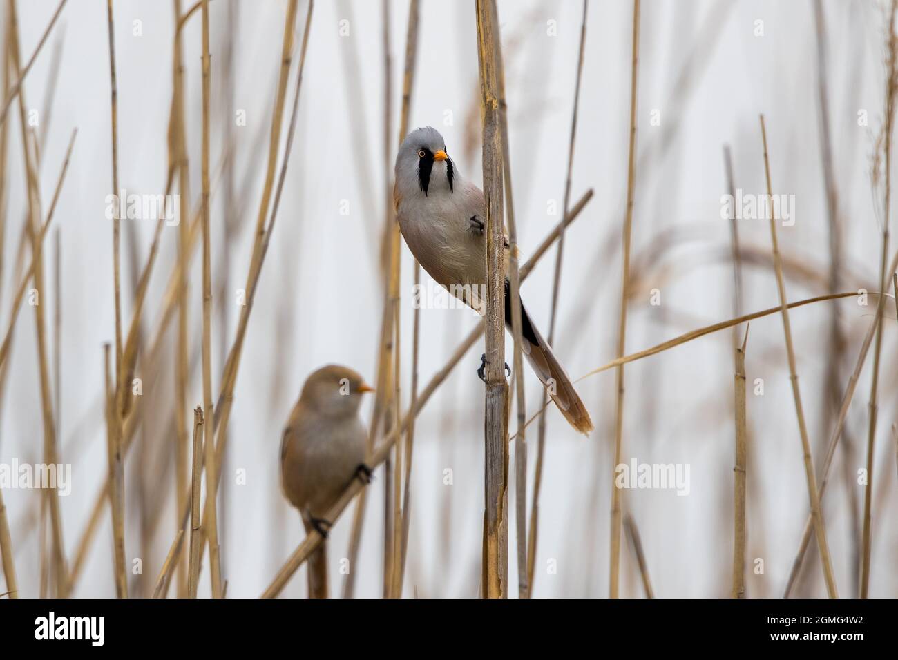 Female and male bearded reedling perching on a reed stem Stock Photo ...