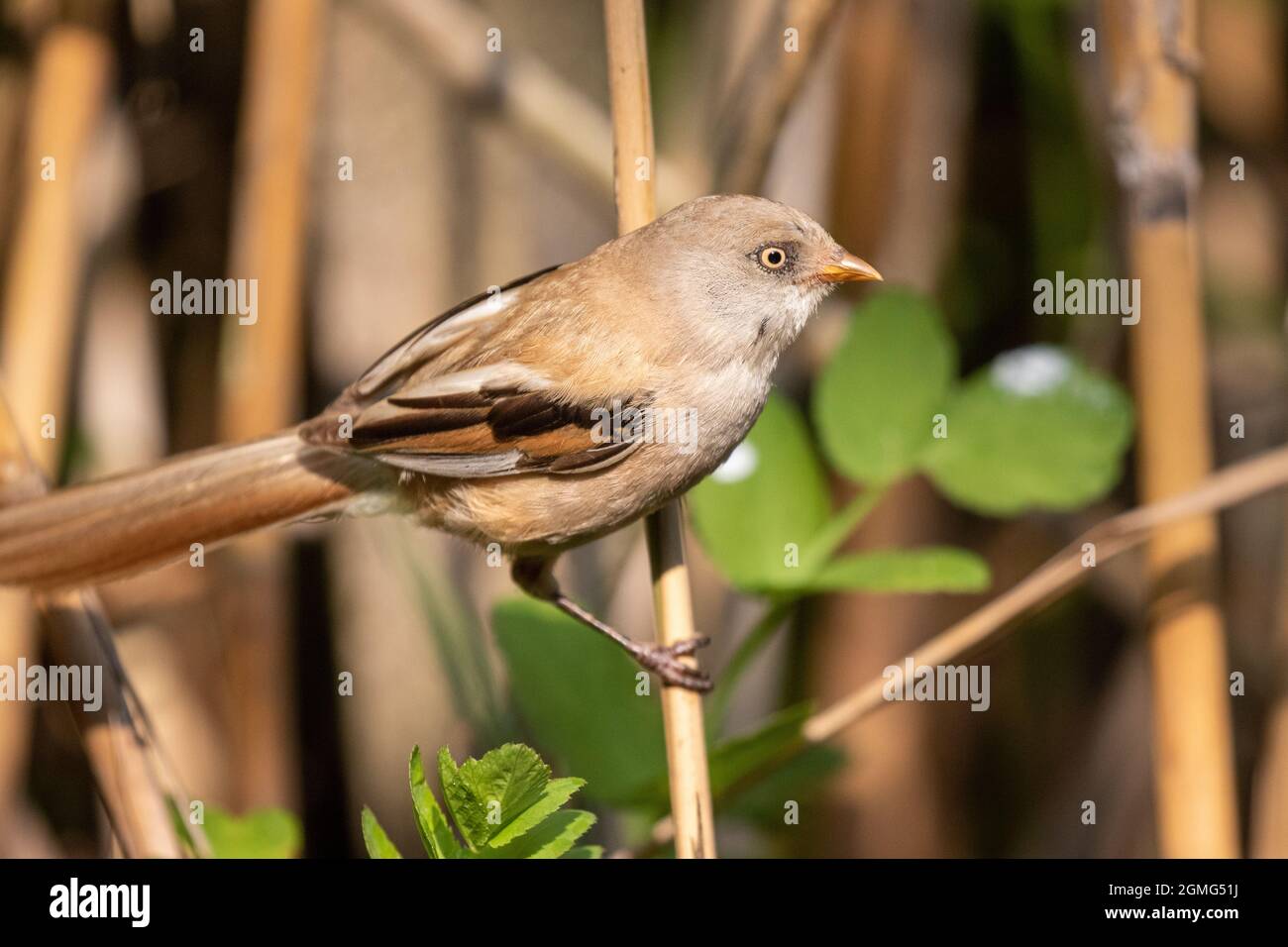 Bearded reedling female hi-res stock photography and images - Alamy