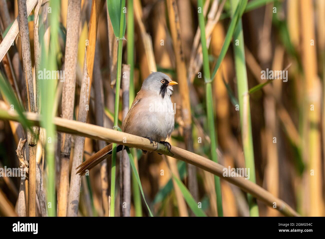 Bearded reedling hi-res stock photography and images - Alamy