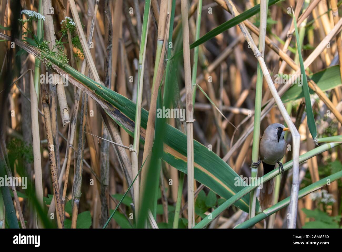 Bearded reedling habitat hi-res stock photography and images - Alamy