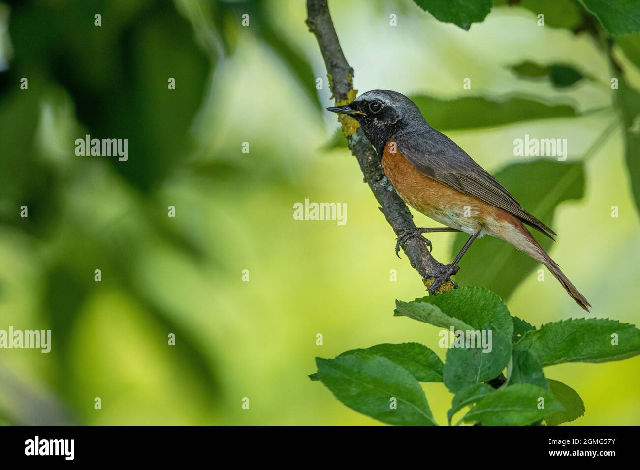 Common redstart male resting in a tree Stock Photo - Alamy