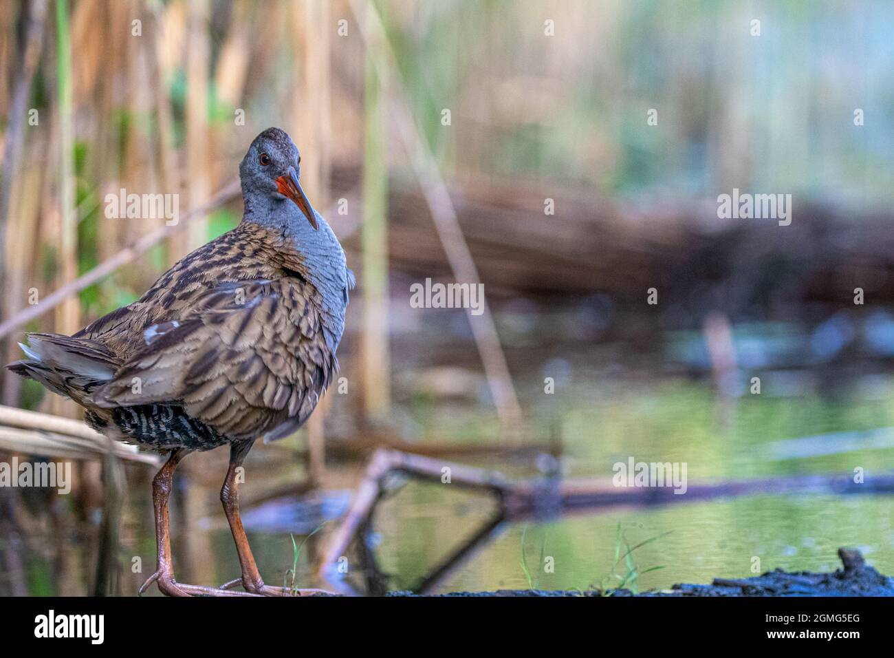Water rail in hungary hi-res stock photography and images - Alamy