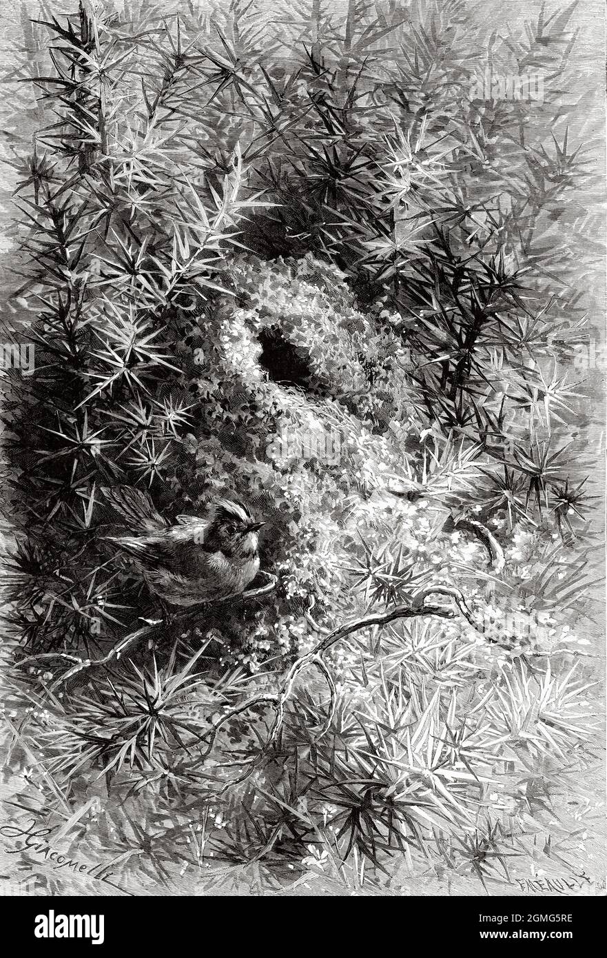Painting of a bird on the branch of a bush, painting by Hector ...