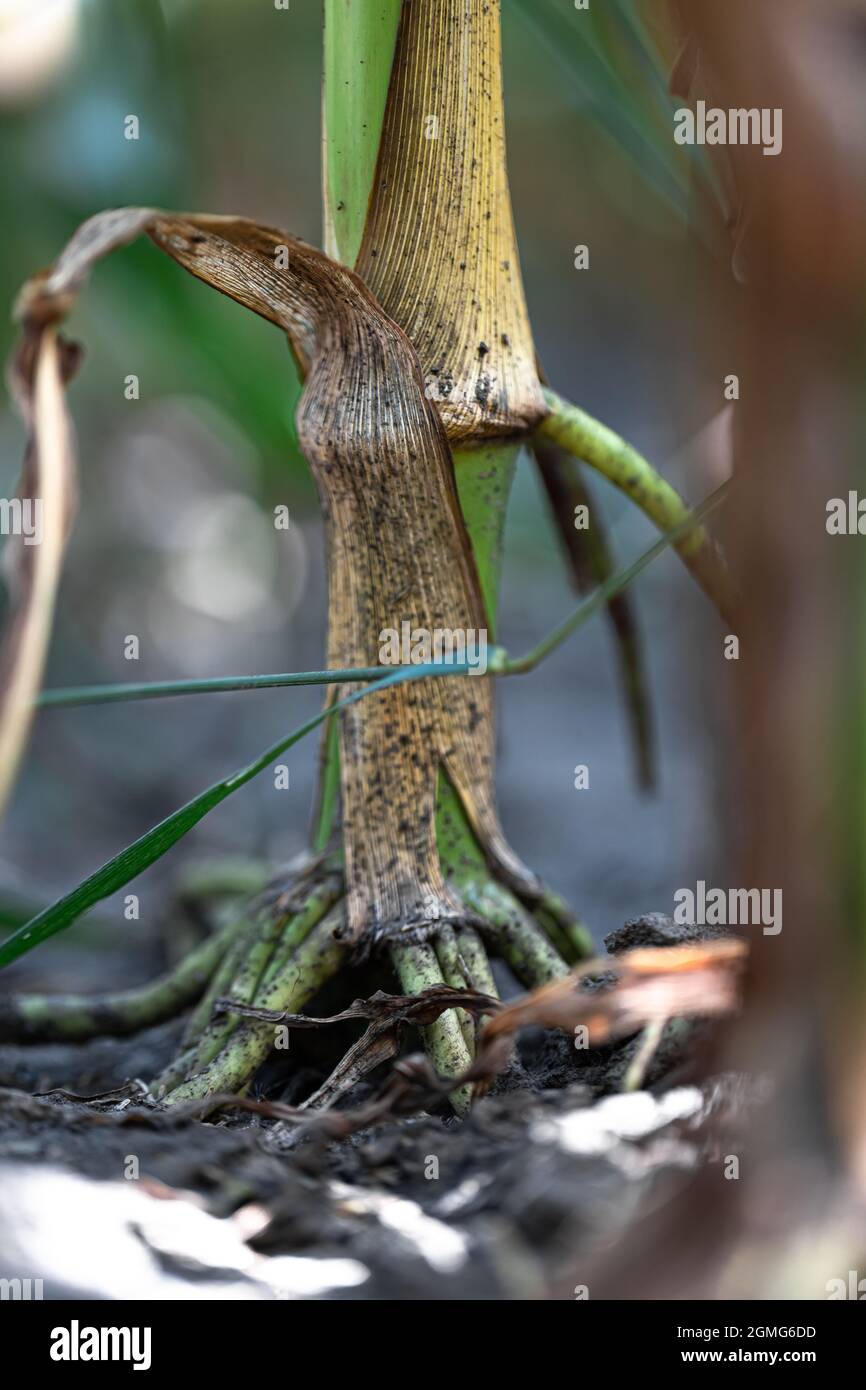 Close up of the root of a corn plant, young green corn growing on the ...