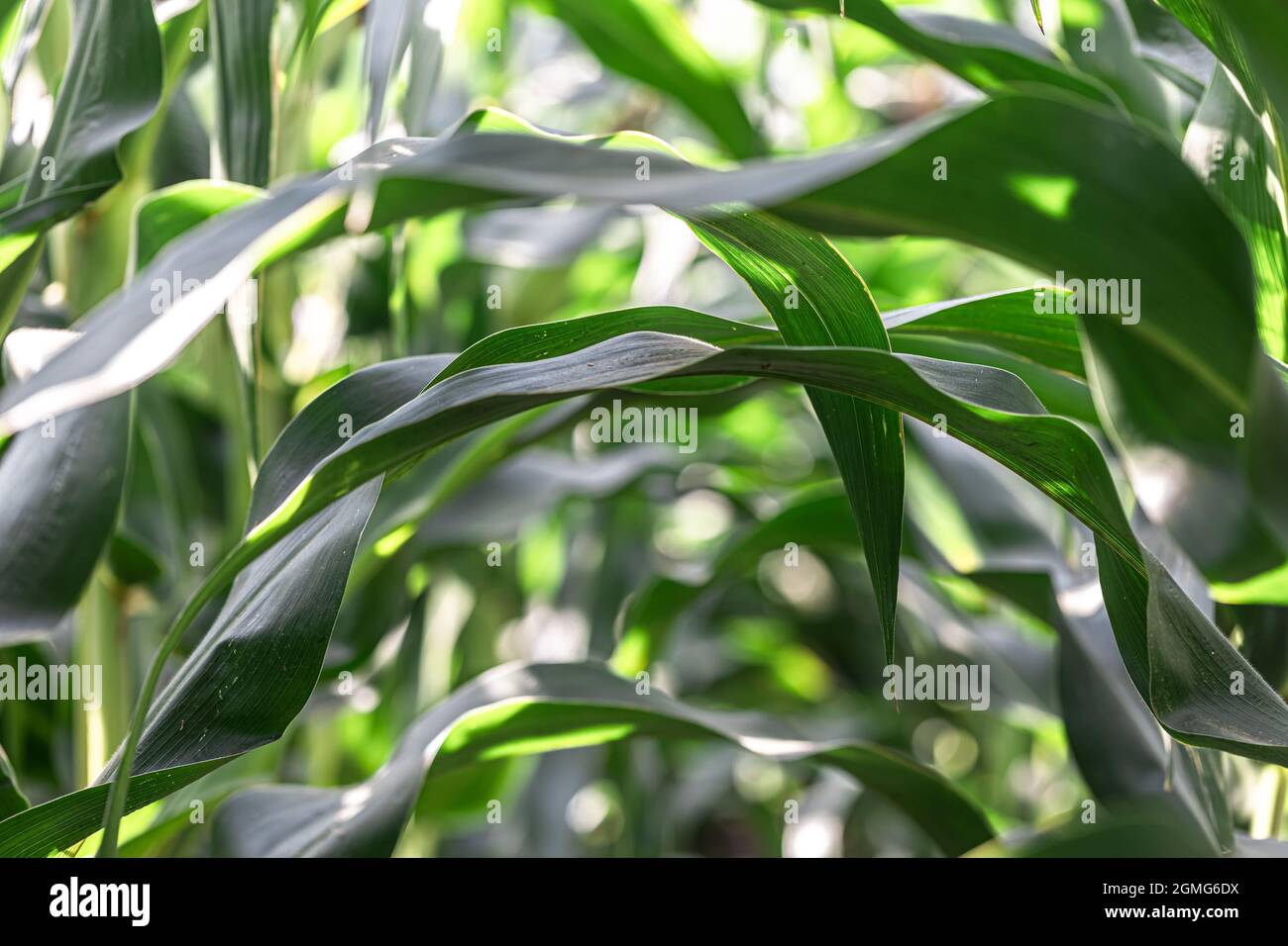Young green corn growing on the field, background. Texture from young ...