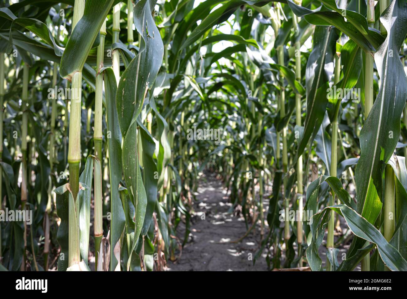 Young green corn growing on the field, background. Texture from young ...