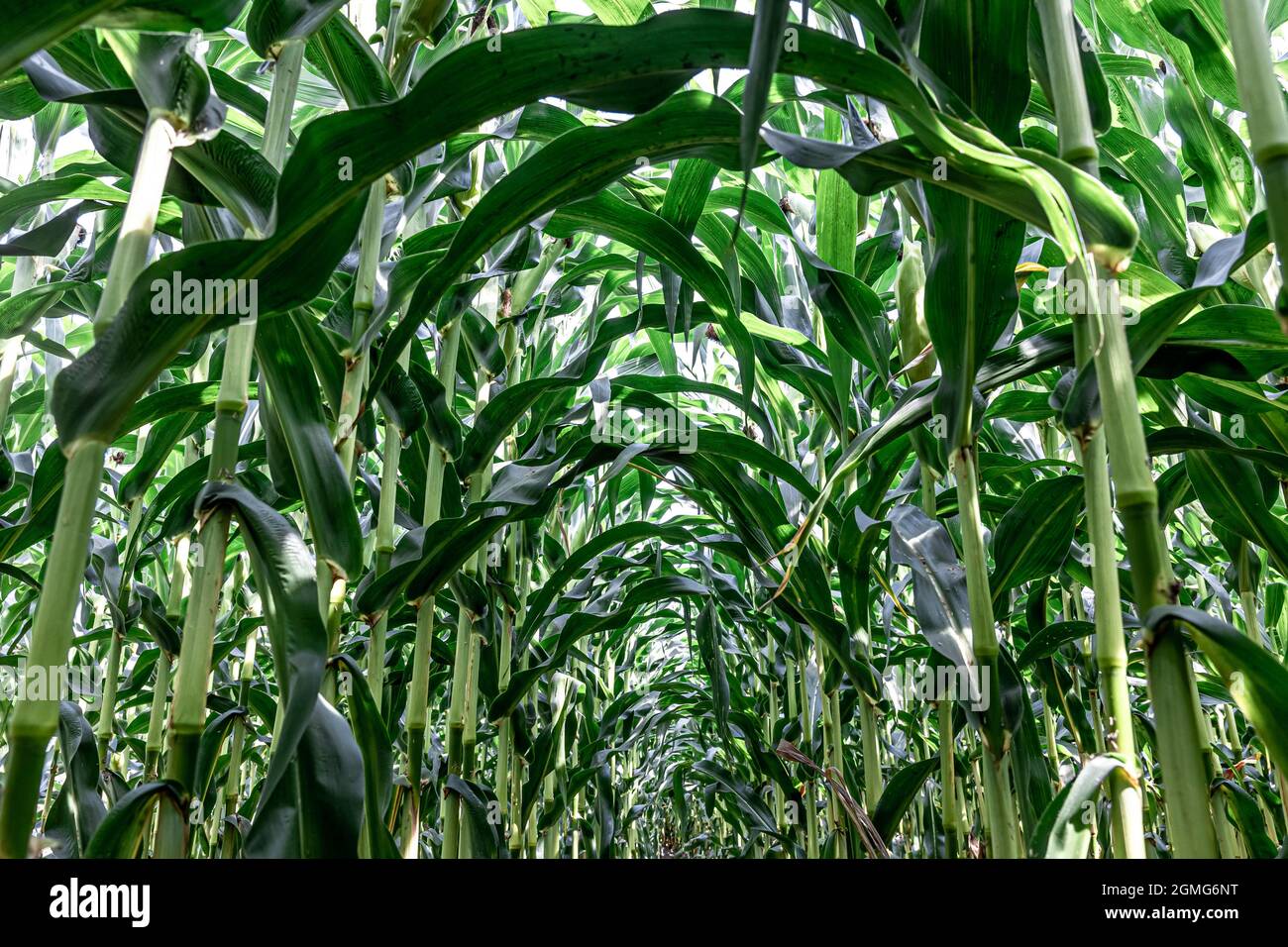 Young green corn growing on the field, background. Texture from young ...