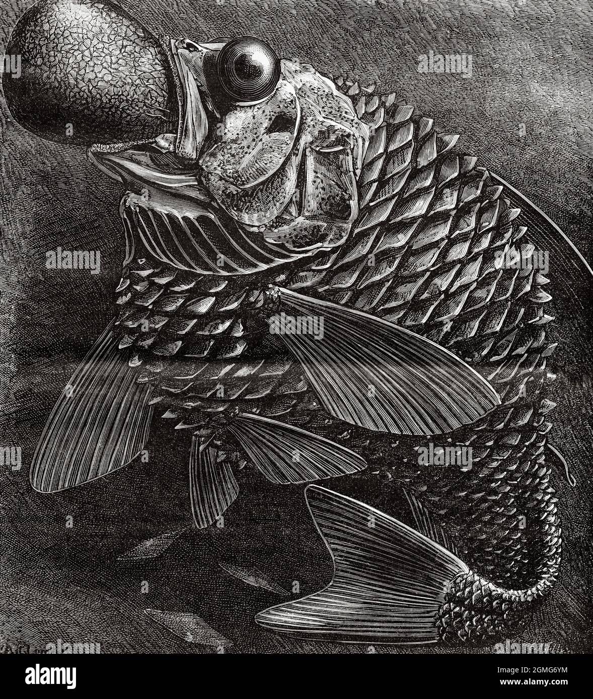 Fish with a mobile appendage hi-res stock photography and images - Alamy