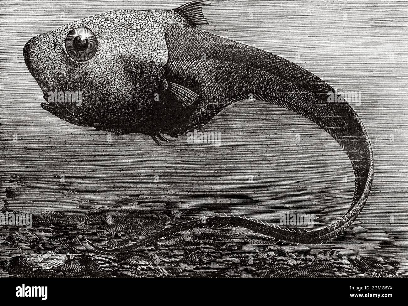 Talisman ship scientific hi-res stock photography and images - Alamy