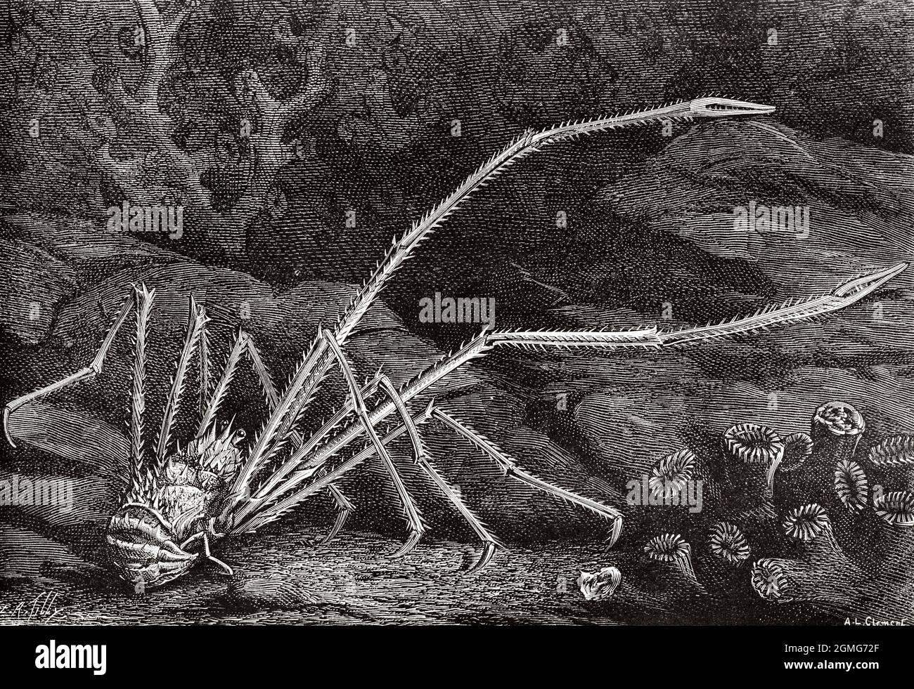 The Talisman ship scientific expedition. Ptychogaster formosus ...