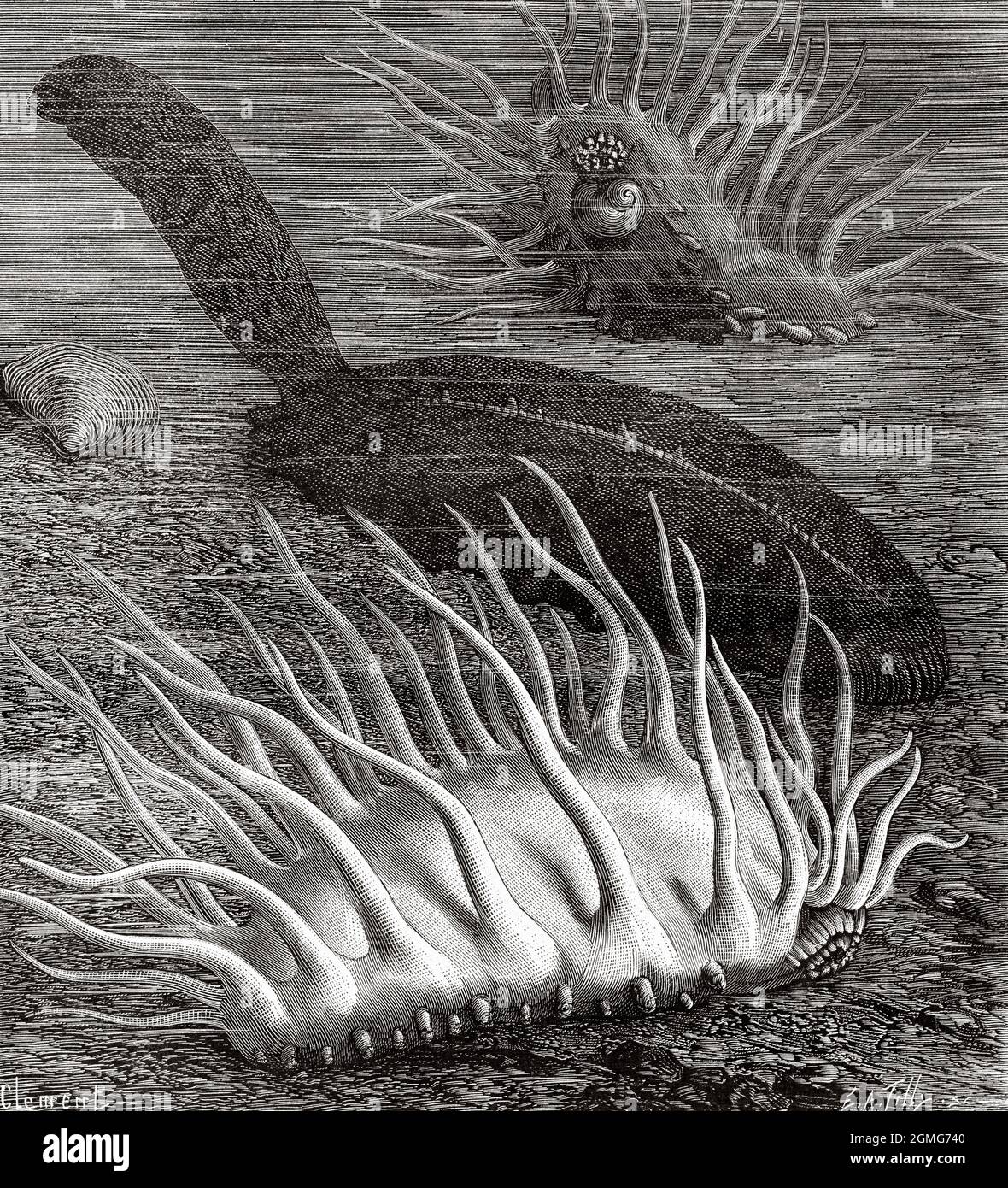 The Talisman ship scientific expedition. Sea cucumbers, echinoderms ...