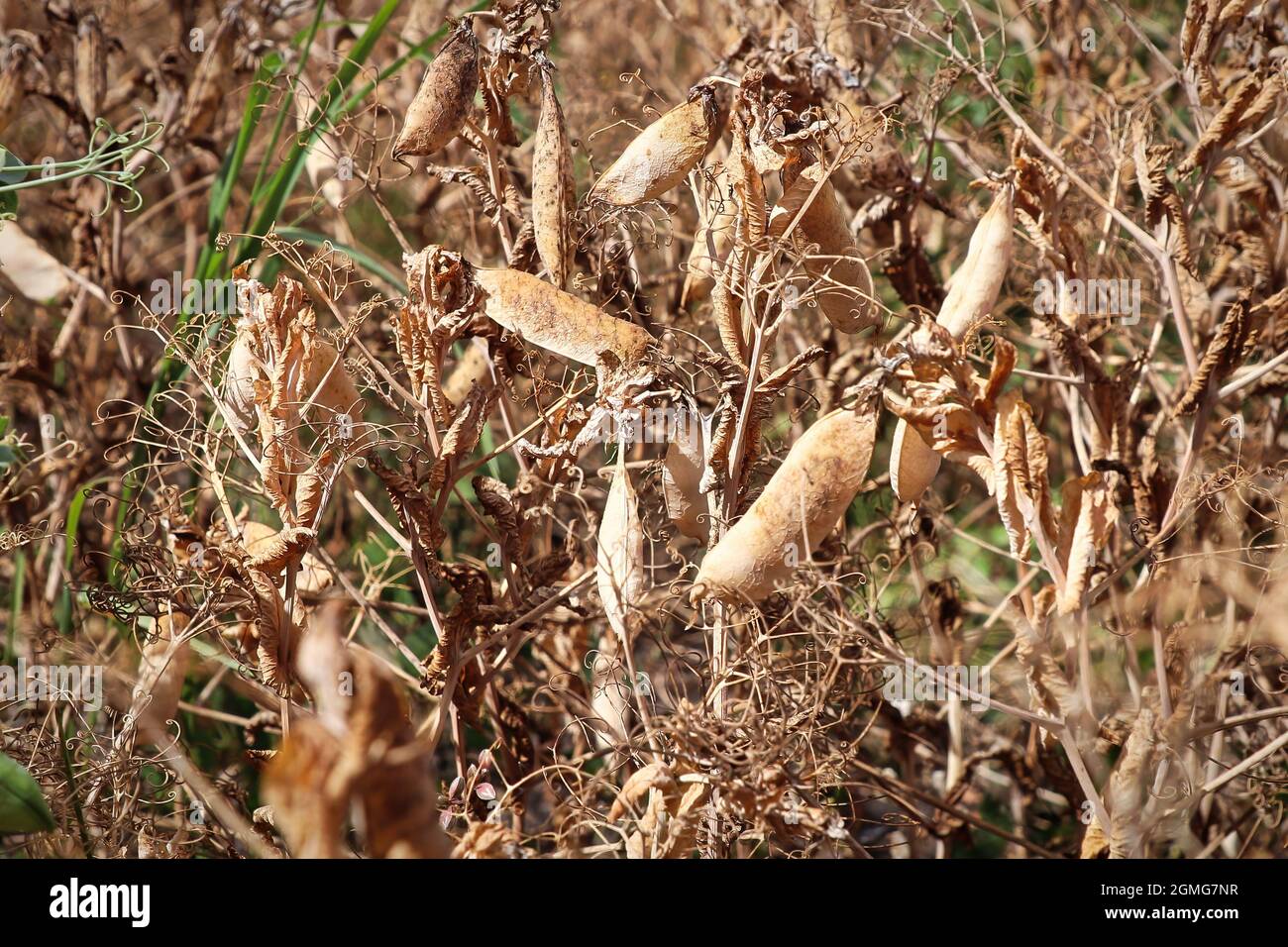 Dried pea pods growing in a farmers field Stock Photo - Alamy