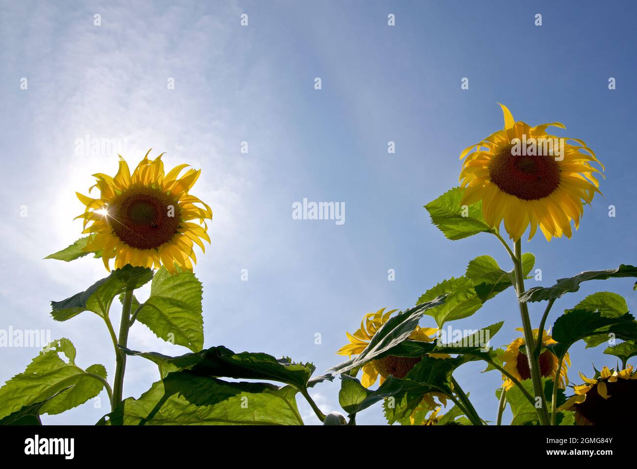 Back of sunflower hi-res stock photography and images - Alamy