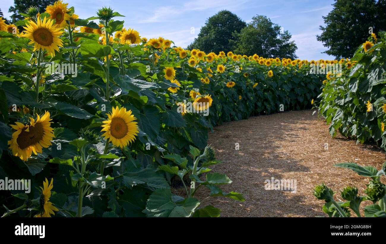 Sunflower farm with the footpath in summer Stock Photo - Alamy