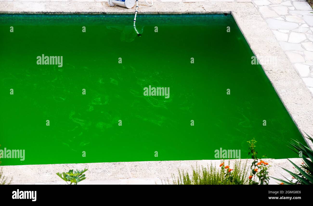 Poorly maintained swimming pool overgrown with green algae Stock Photo ...
