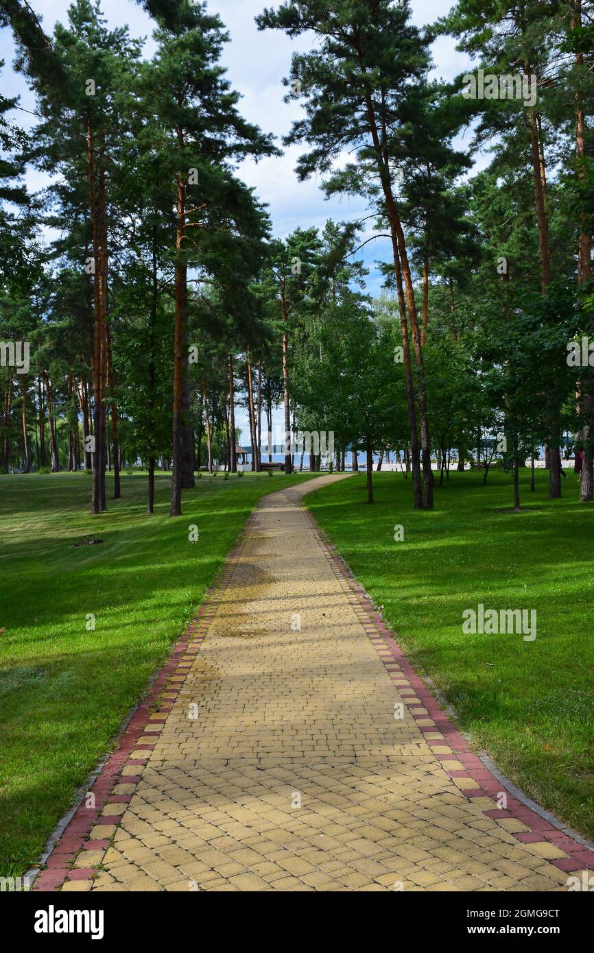 In a pine summer forest park , a wide tiled path goes into perspective ...