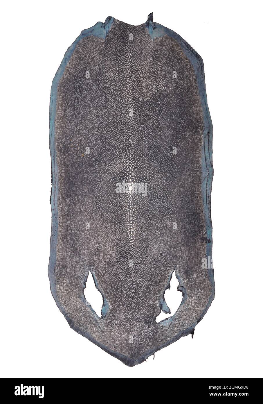 Tanned grey raw exotic stingray skin isolated on white background Stock ...