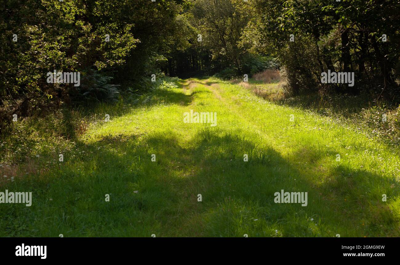 Grassy forest path in the sunlight Stock Photo - Alamy