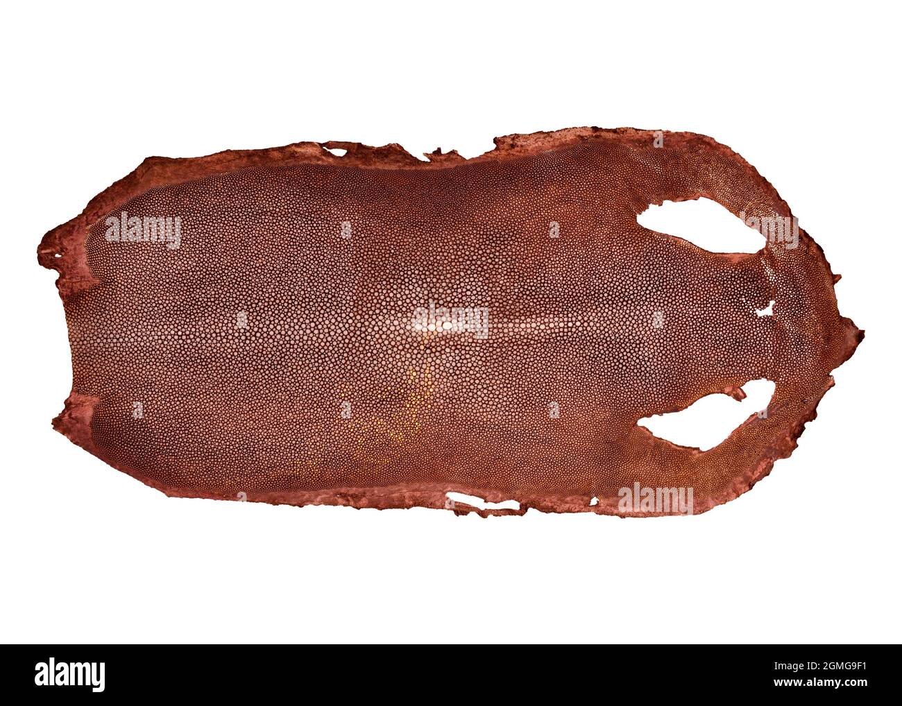 Stingray exotic fish leather hi-res stock photography and images - Alamy
