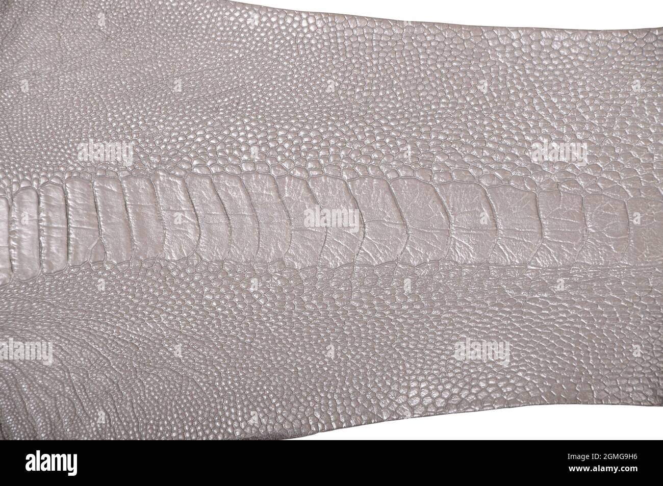 Ostrich leg leather grey texture isolated on a white background Stock ...