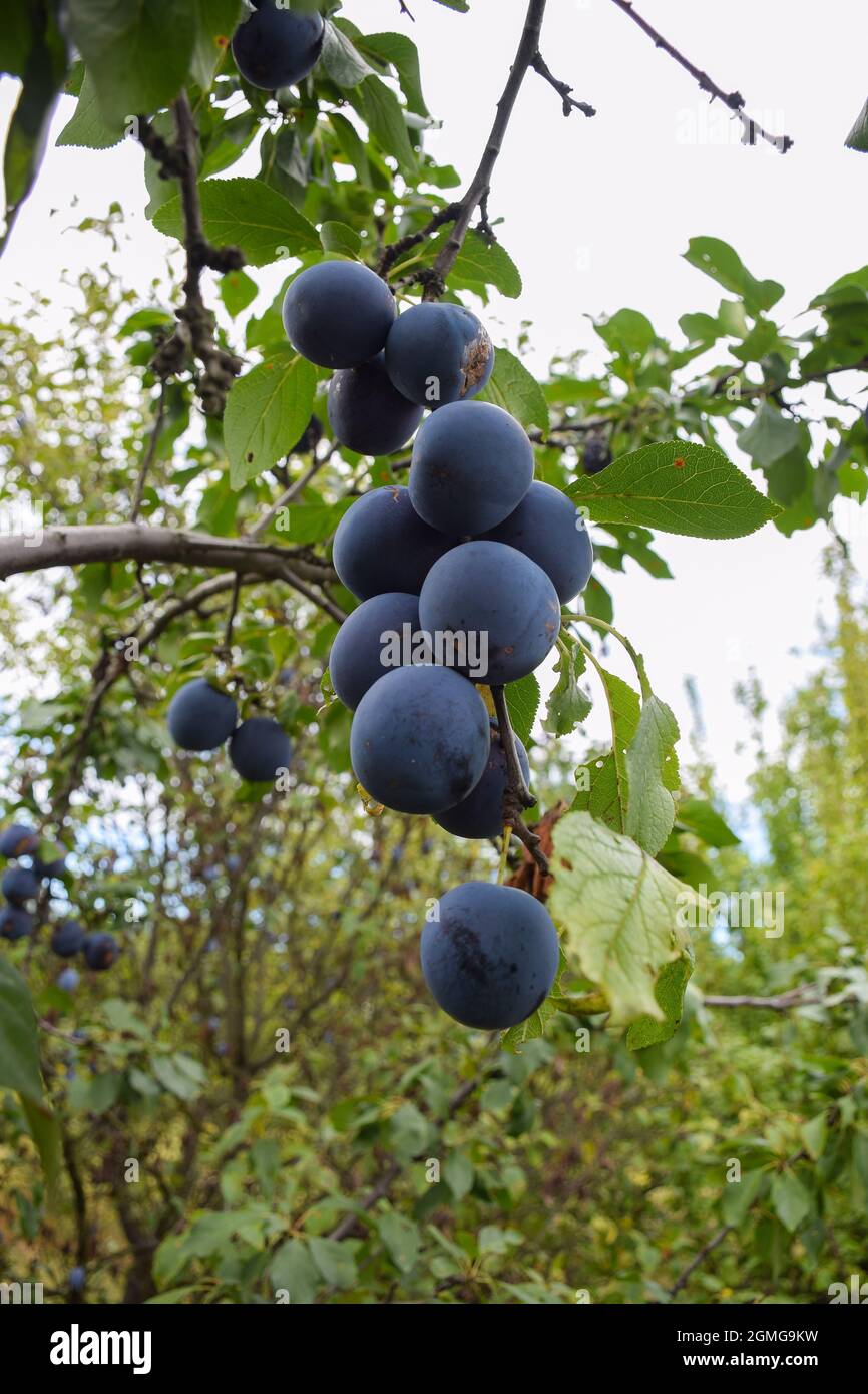 Bunches of large blue plums hang on a tree in a summer garden with ...