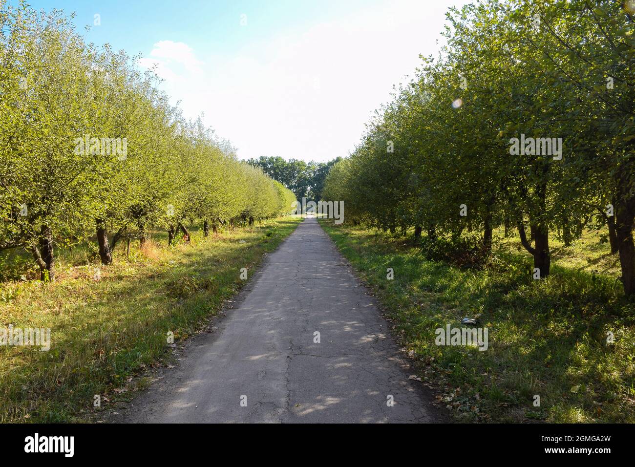 The road in the summer orchard between trees stretching into the ...