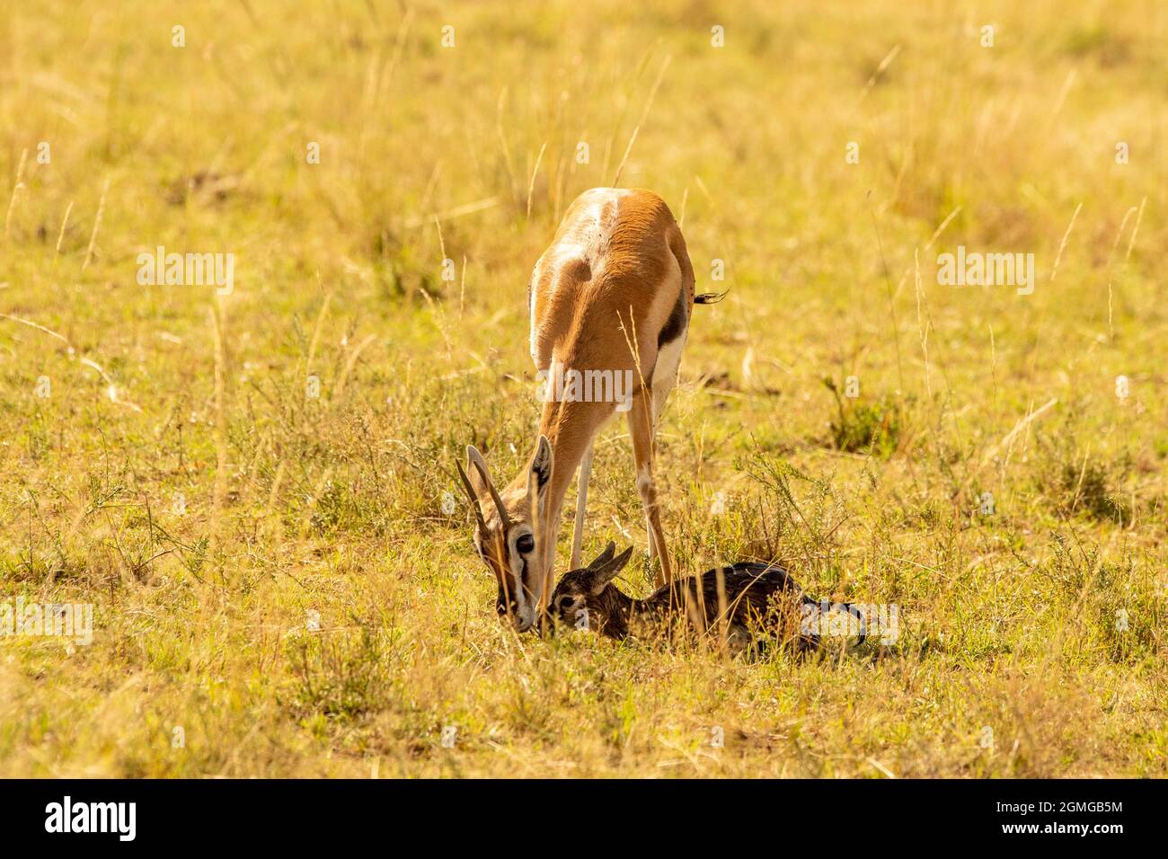 Thompsons Gazelle (Eudorcas thomsonii) female having just given birth ...