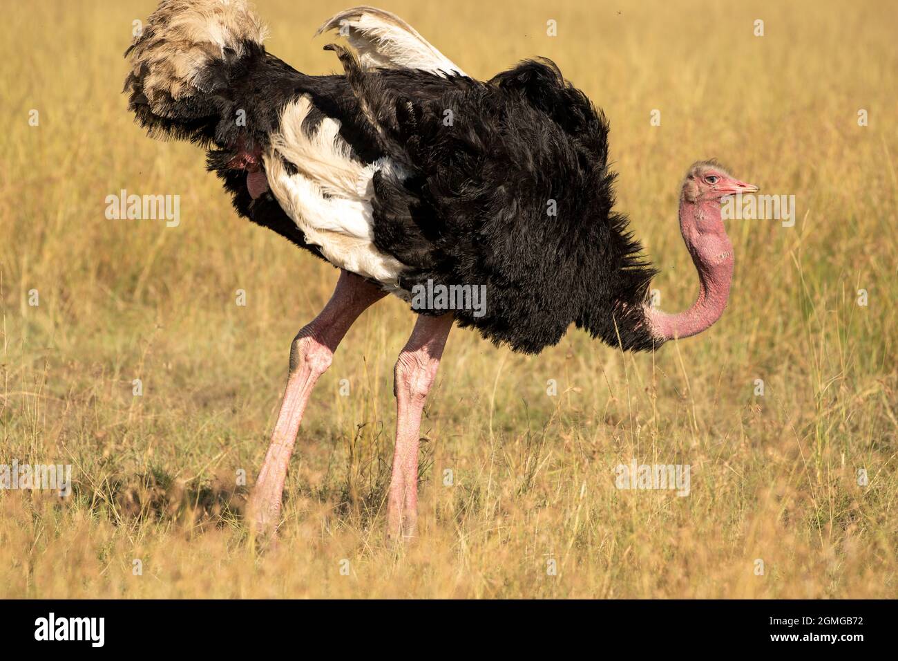 Balanitis hi-res stock photography and images - Alamy