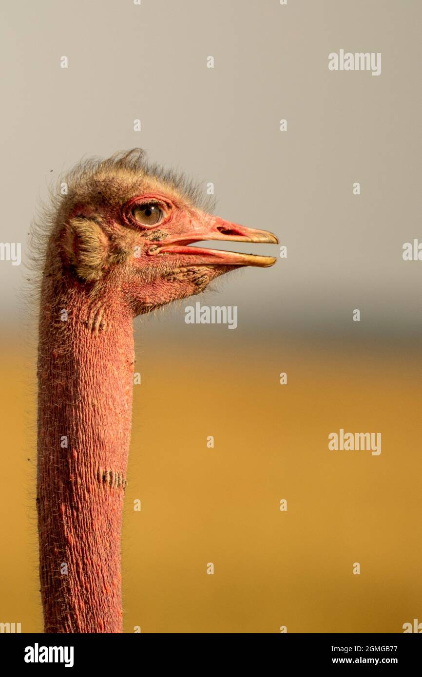Balanitis hi-res stock photography and images - Alamy