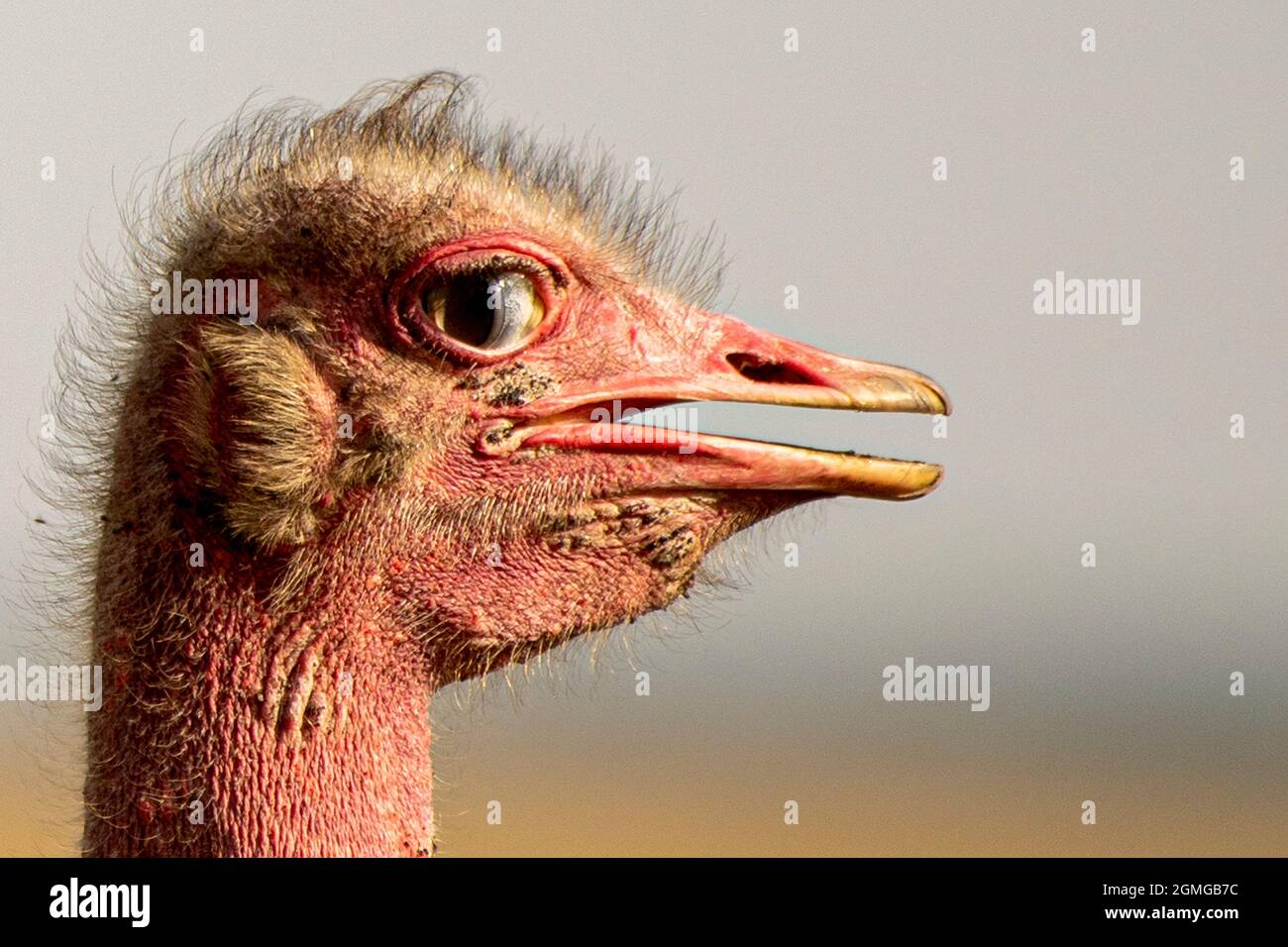 Balanitis hi-res stock photography and images - Alamy