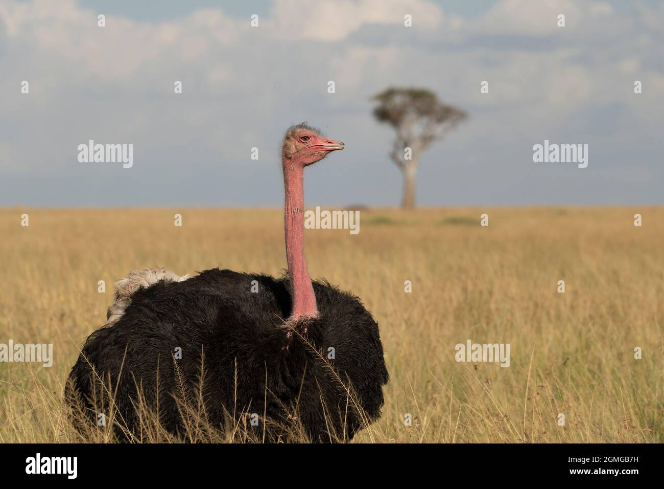 Balanitis hi-res stock photography and images - Alamy