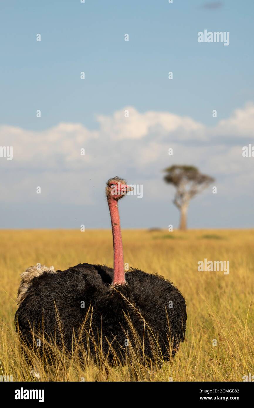 Balanitis hi-res stock photography and images - Alamy