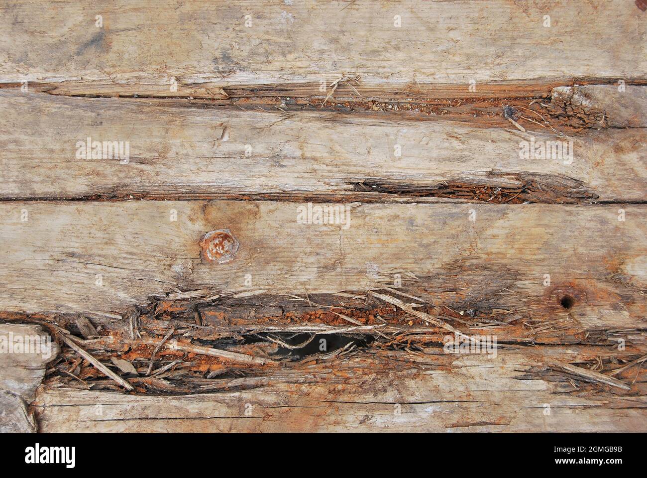 Old wood grain texture. Pine wood old, can be used as background ...