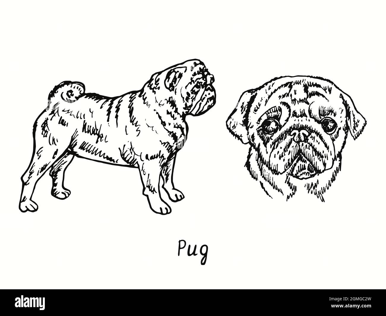Pug collection standing side view and head. Ink black and white doodle ...