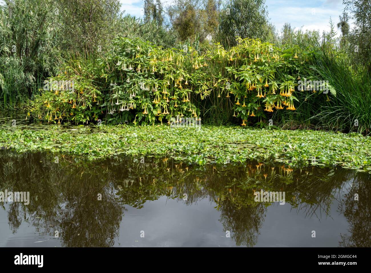 Trumpet flowers in the ancient Aztec canals of Xochimilco in Mexico ...