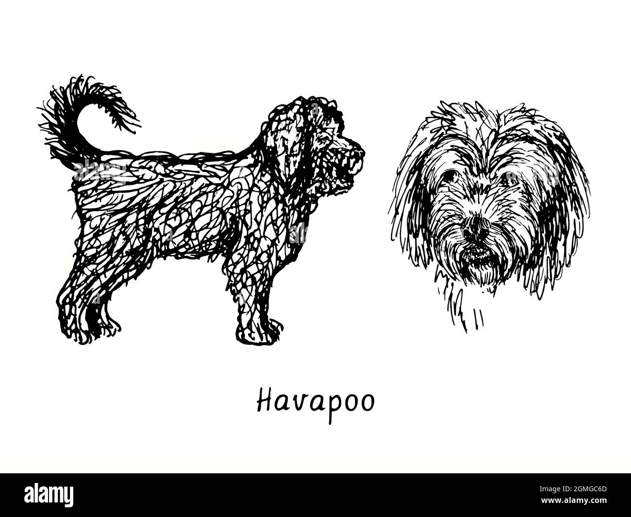 Havapoo (Poovanese, Havadoodle, or Island Mini Doodle) collection ...