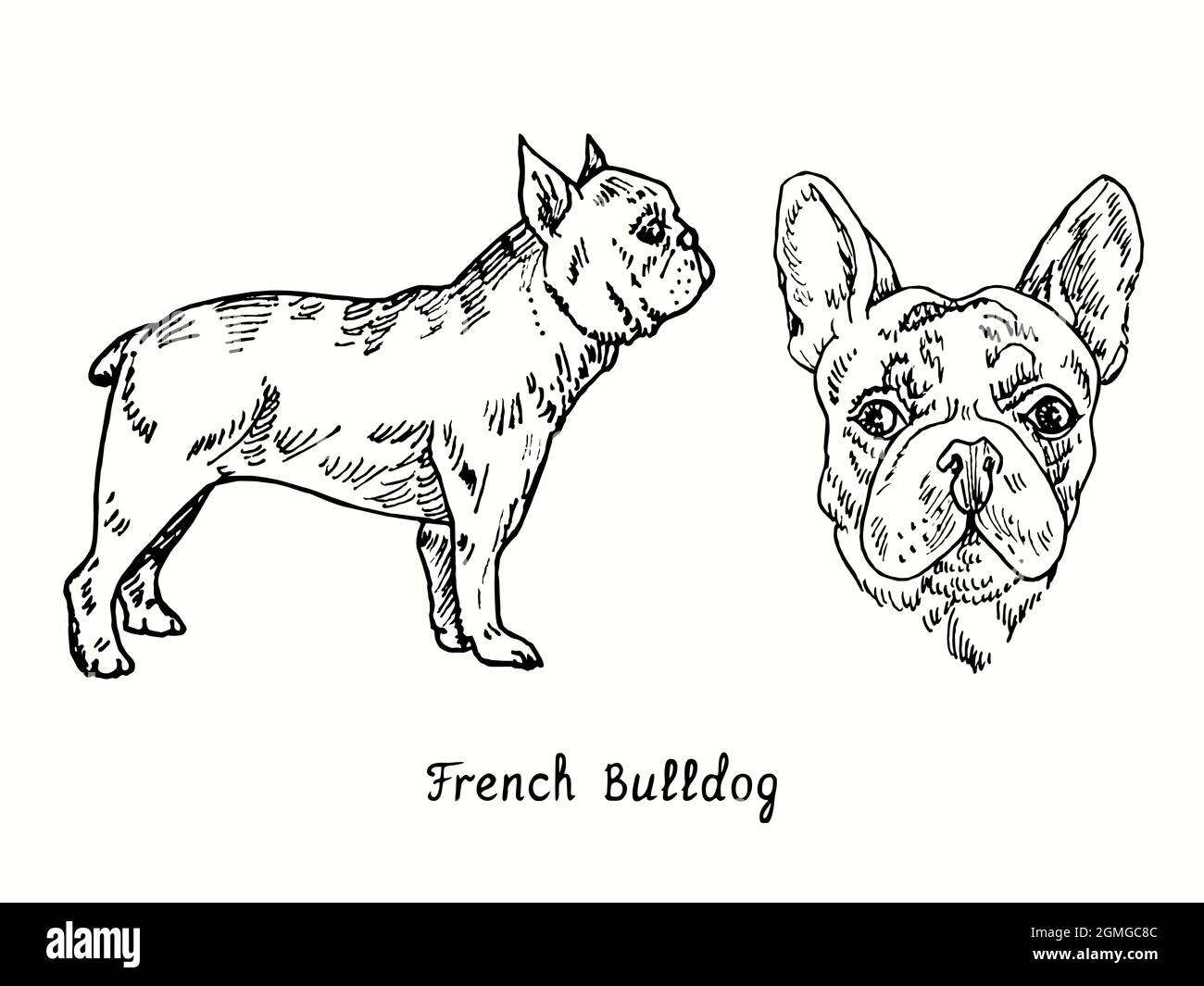 Black And White French Bulldog Drawing