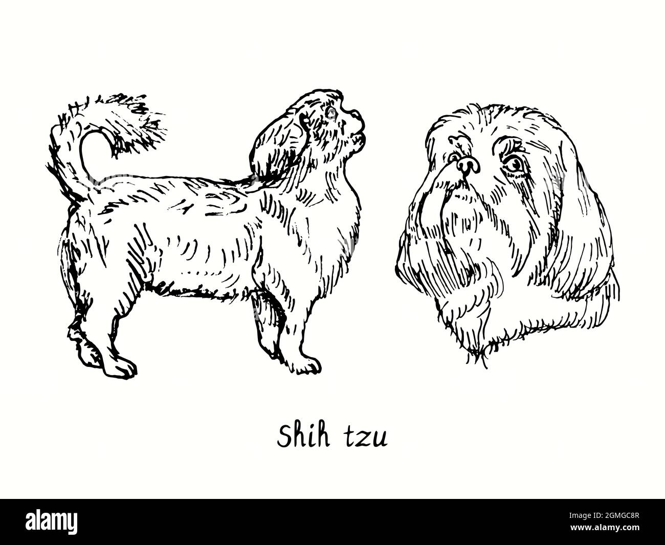 Shih tzu dog show Cut Out Stock Images & Pictures - Alamy