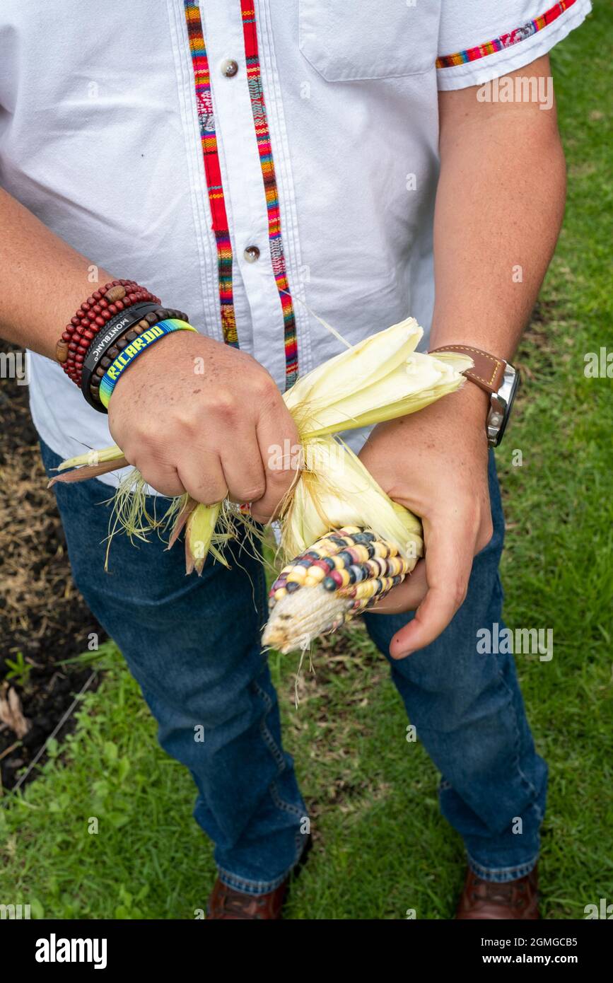 A farmer examines an ear of corn on a Chinampa farm on the ancient ...